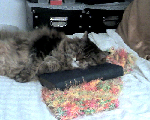 Ode to the Seafaring Cat Beamer - Sailing Mahdee