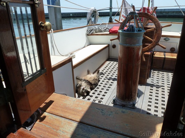Beryl On How To Be A Highly Successful Ship's Cat - Sailing Mahdee